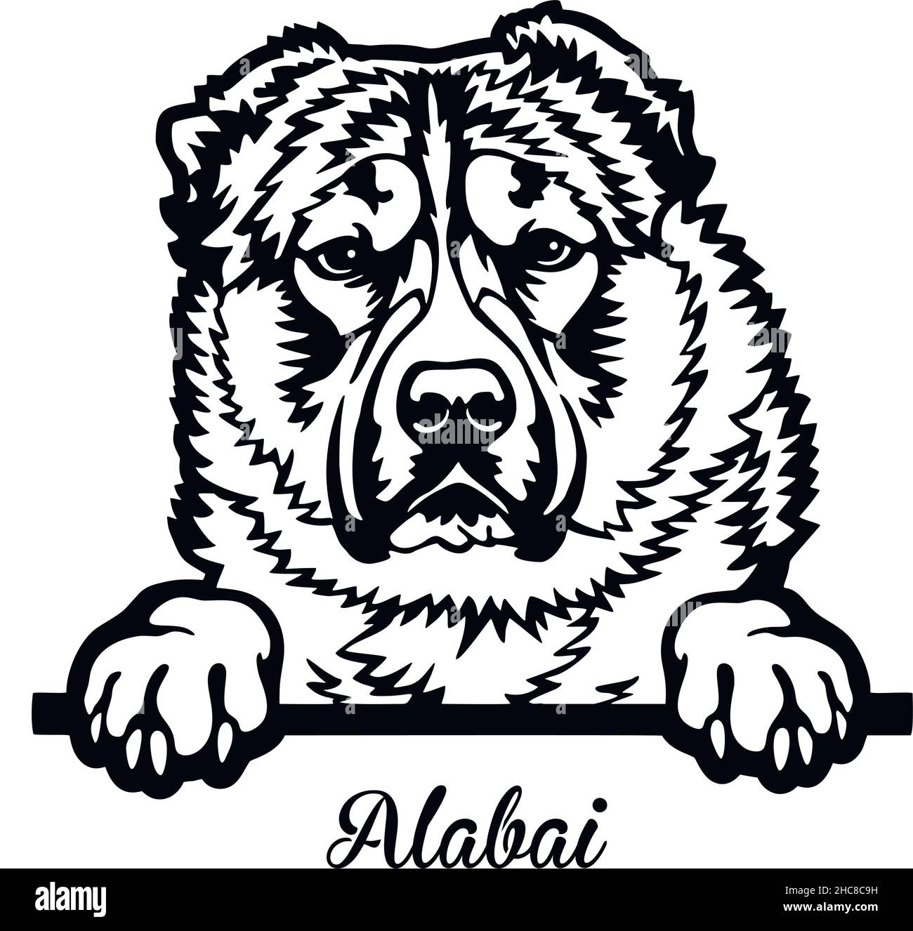 Alabai Peeking Dog - head isolated on white - vector stock Stock Vector ...