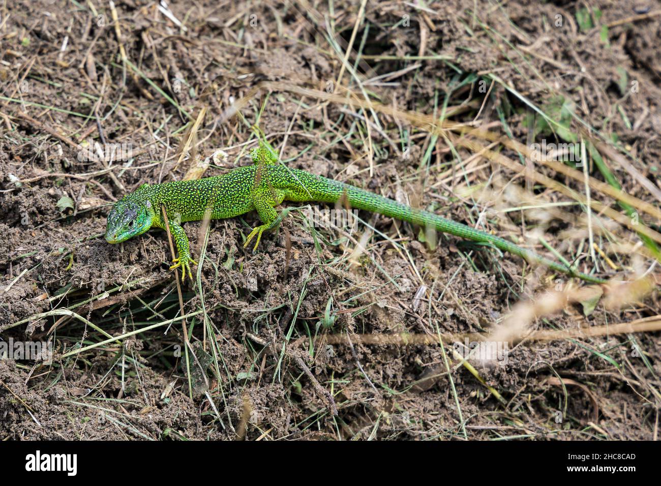 Western Green Lizard Lacerta bilineata in its natural habitat at slopes ...