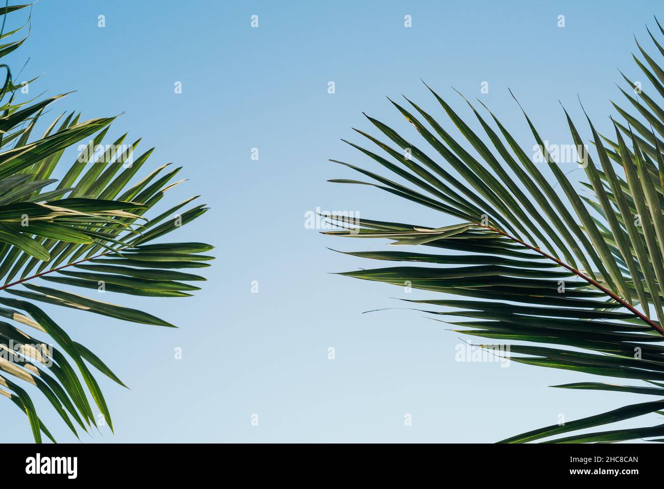 Coconut tree leaves texture hi-res stock photography and images - Alamy