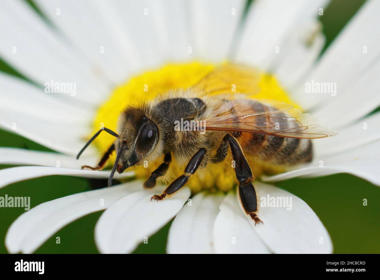 Detailed closeup of a European honey bee , Apis melifera sipping nectar ...