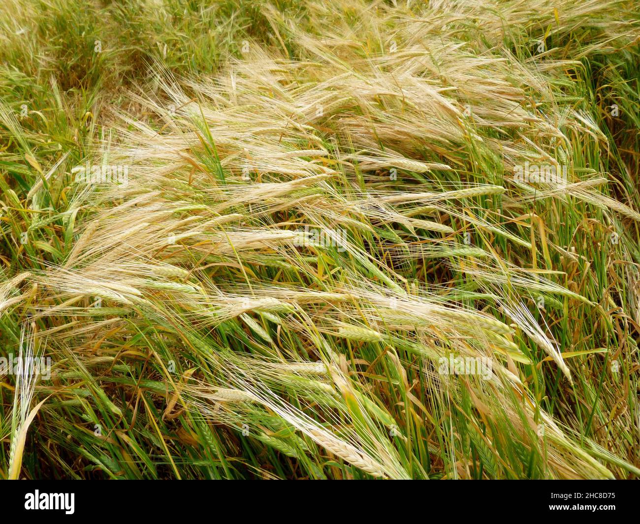 Agricultural rye field under sky with clouds. Harvest theme. Rural ...
