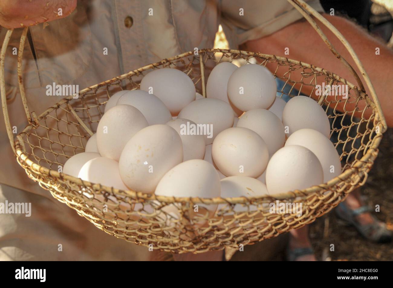 Eggs collected on a free range chicken farm Stock Photo - Alamy