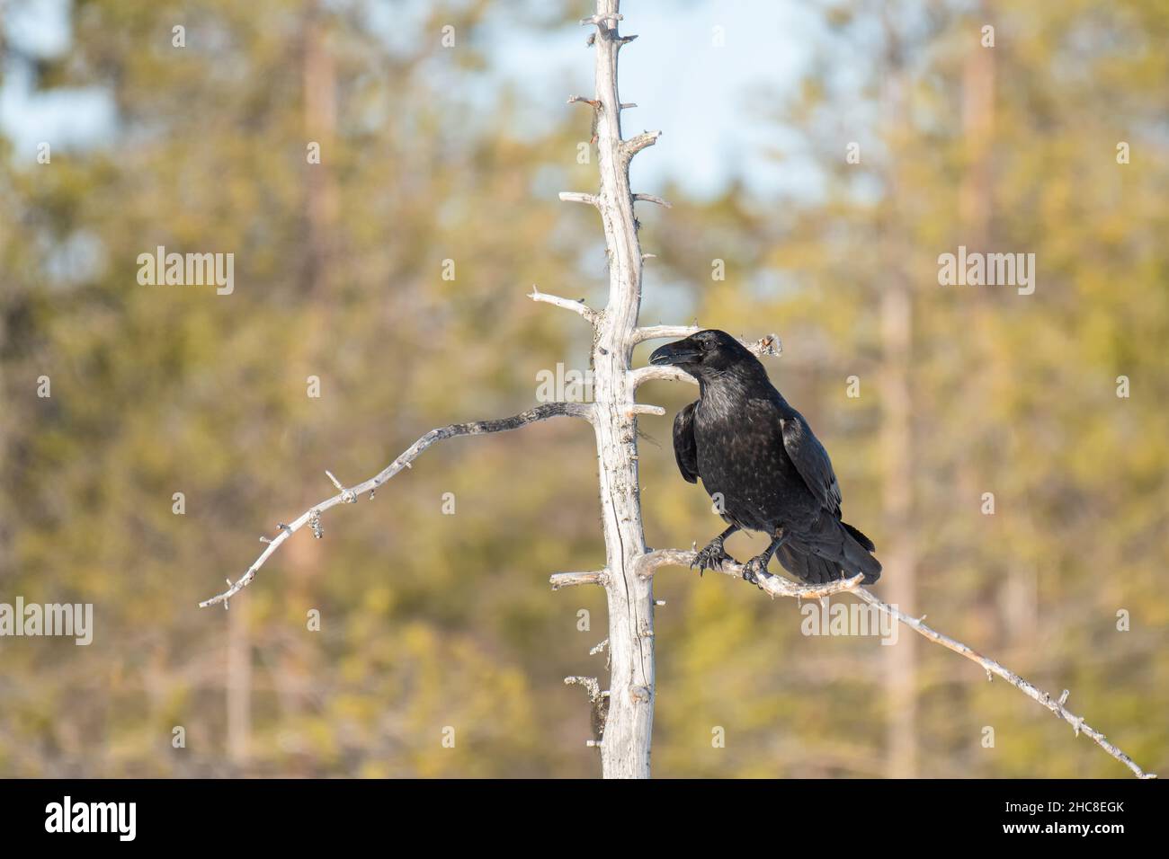 Raven sitting on branch hi-res stock photography and images - Alamy