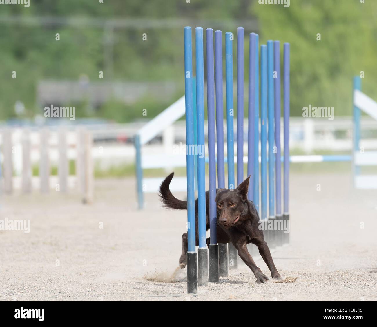 Australian Kelpie doing slalom on a dog agility course Stock Photo - Alamy