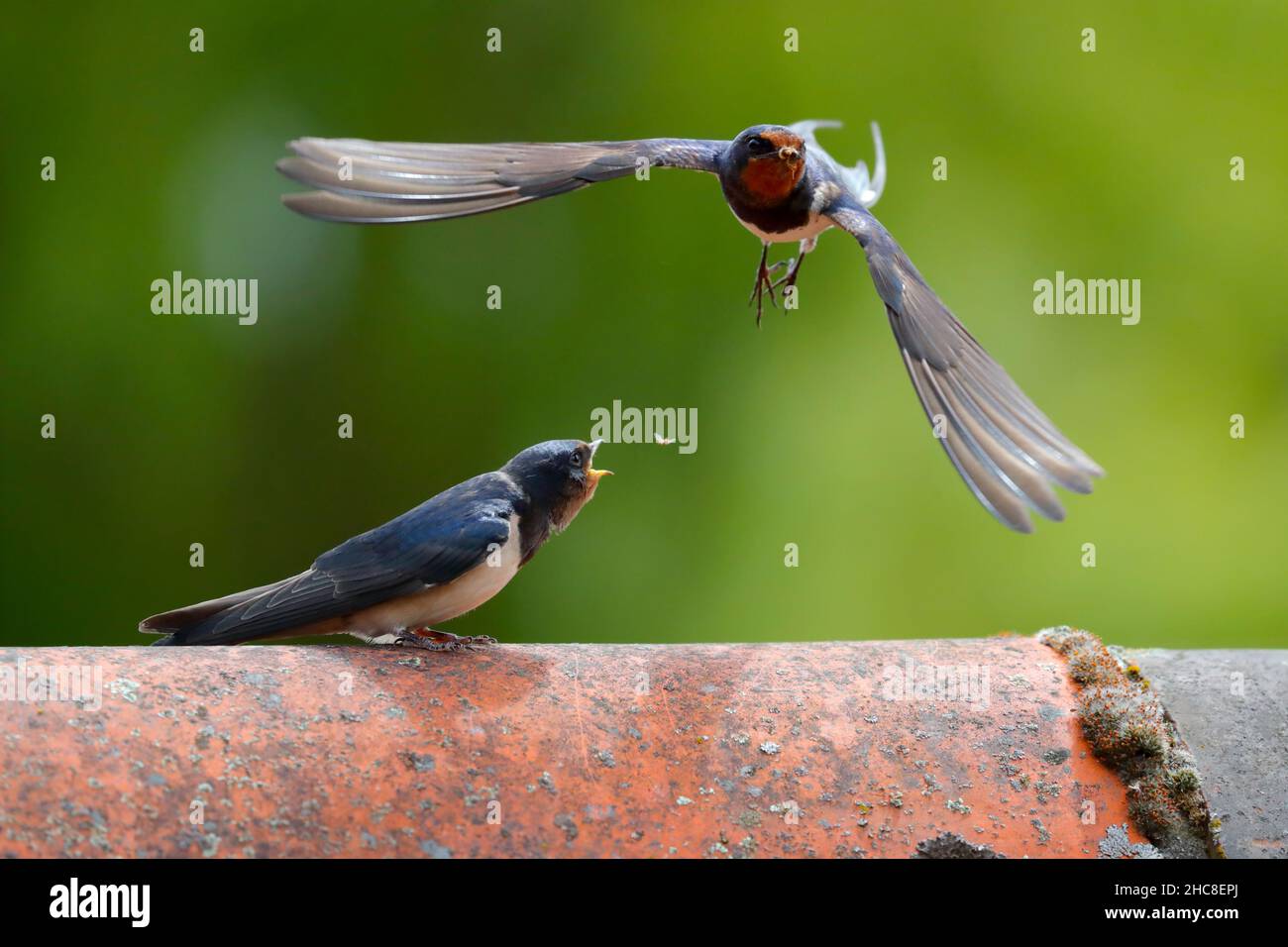 H R Rustica High Resolution Stock Photography and Images - Alamy