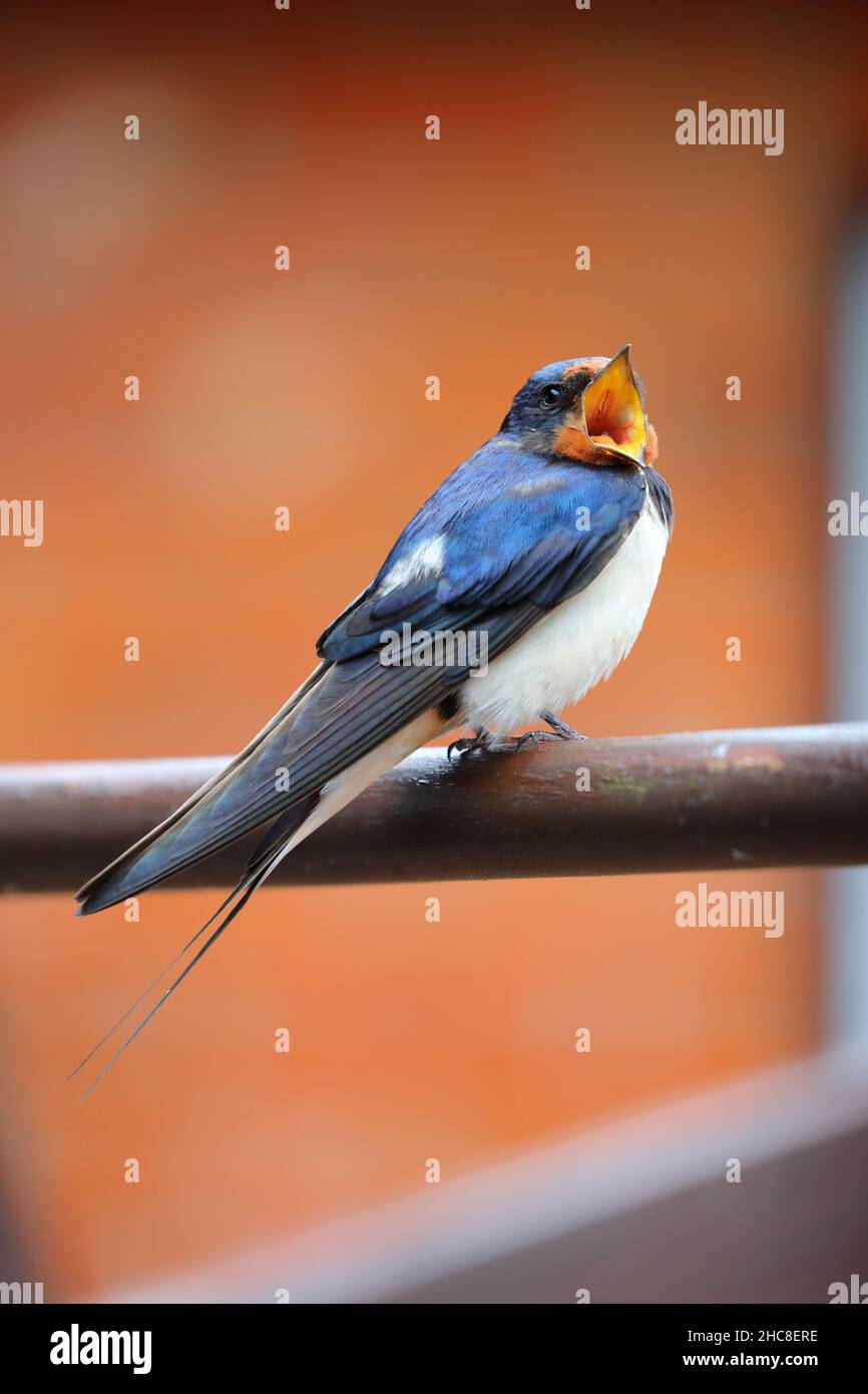 H R Rustica High Resolution Stock Photography and Images - Alamy