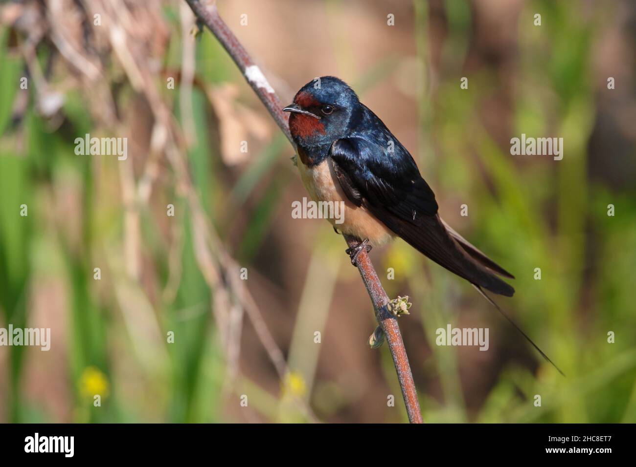 Europe migration hi-res stock photography and images - Alamy
