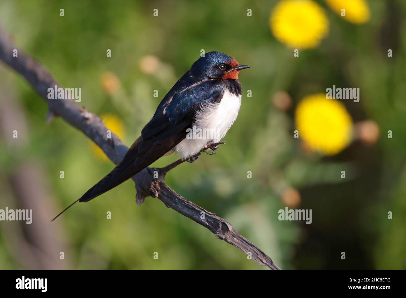 Europe migration hi-res stock photography and images - Alamy
