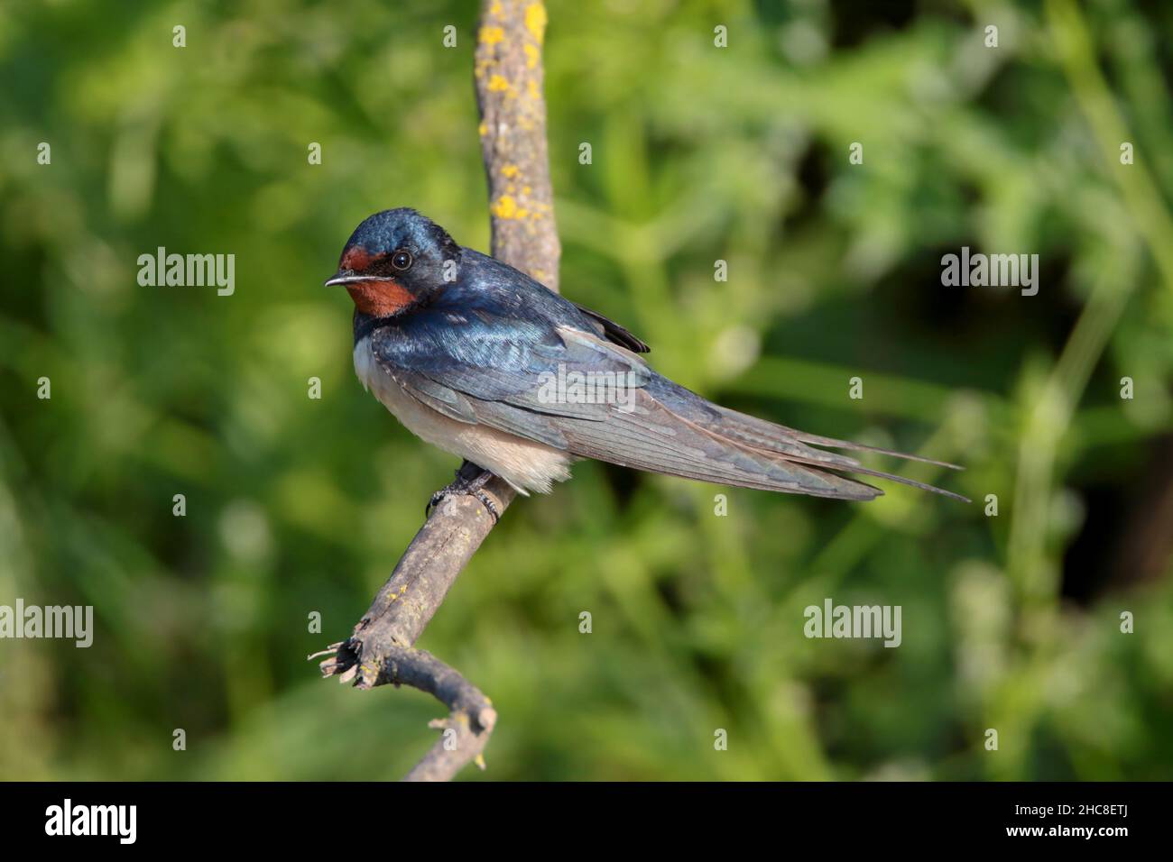 Europe migration hi-res stock photography and images - Alamy