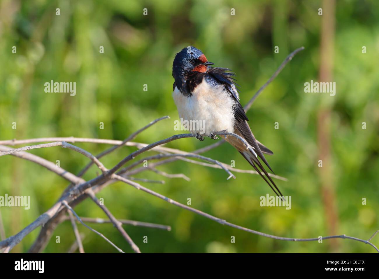 Barn swallow migration bird hi-res stock photography and images - Alamy