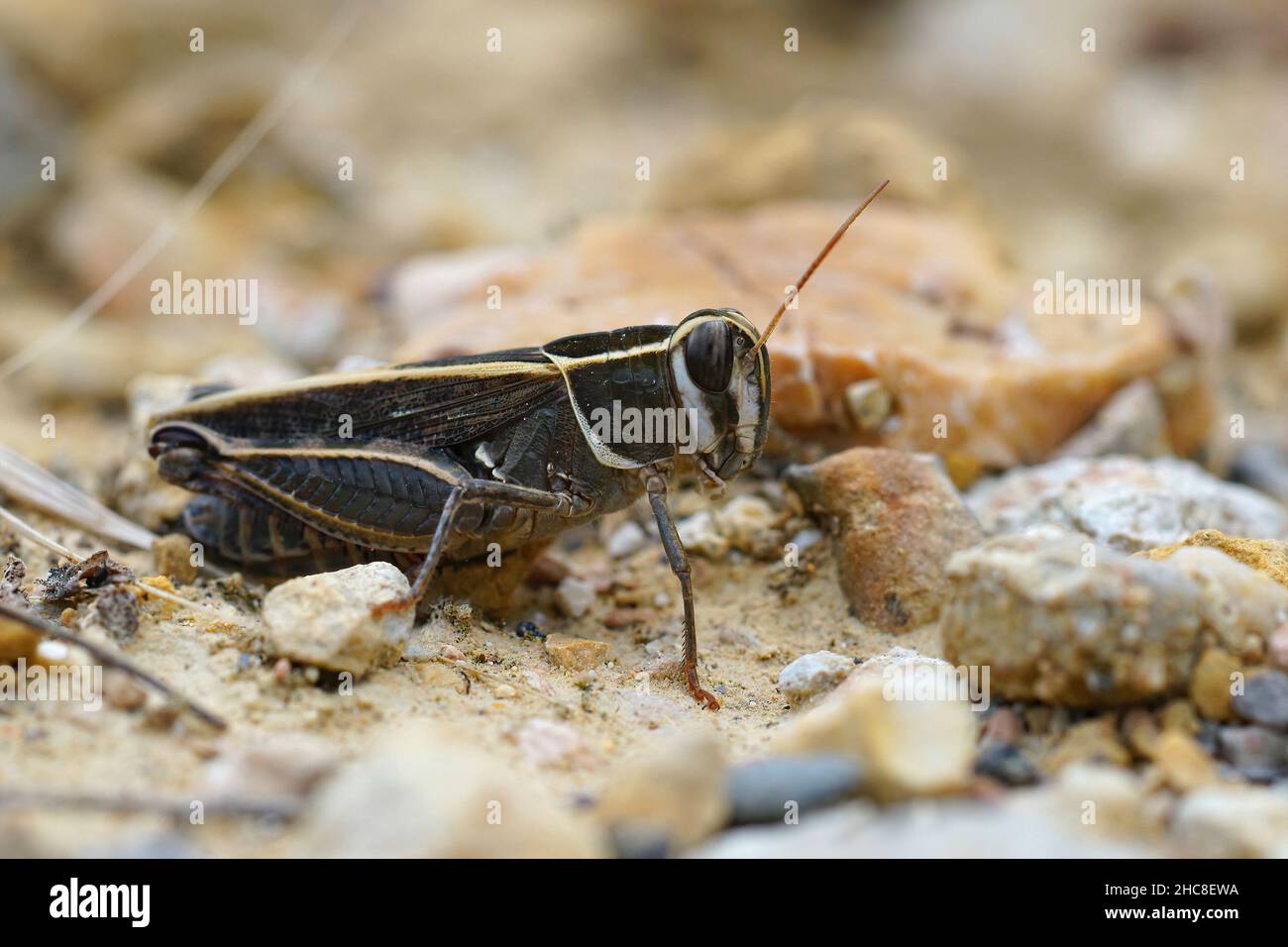 Closeup on a gorgeous colored Barbarian grasshopper, Calliptamus ...