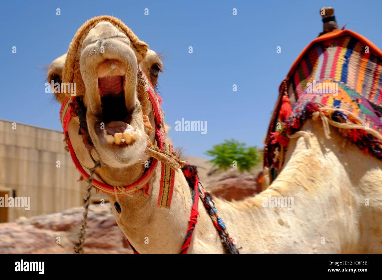 Beautiful camel hi-res stock photography and images - Alamy