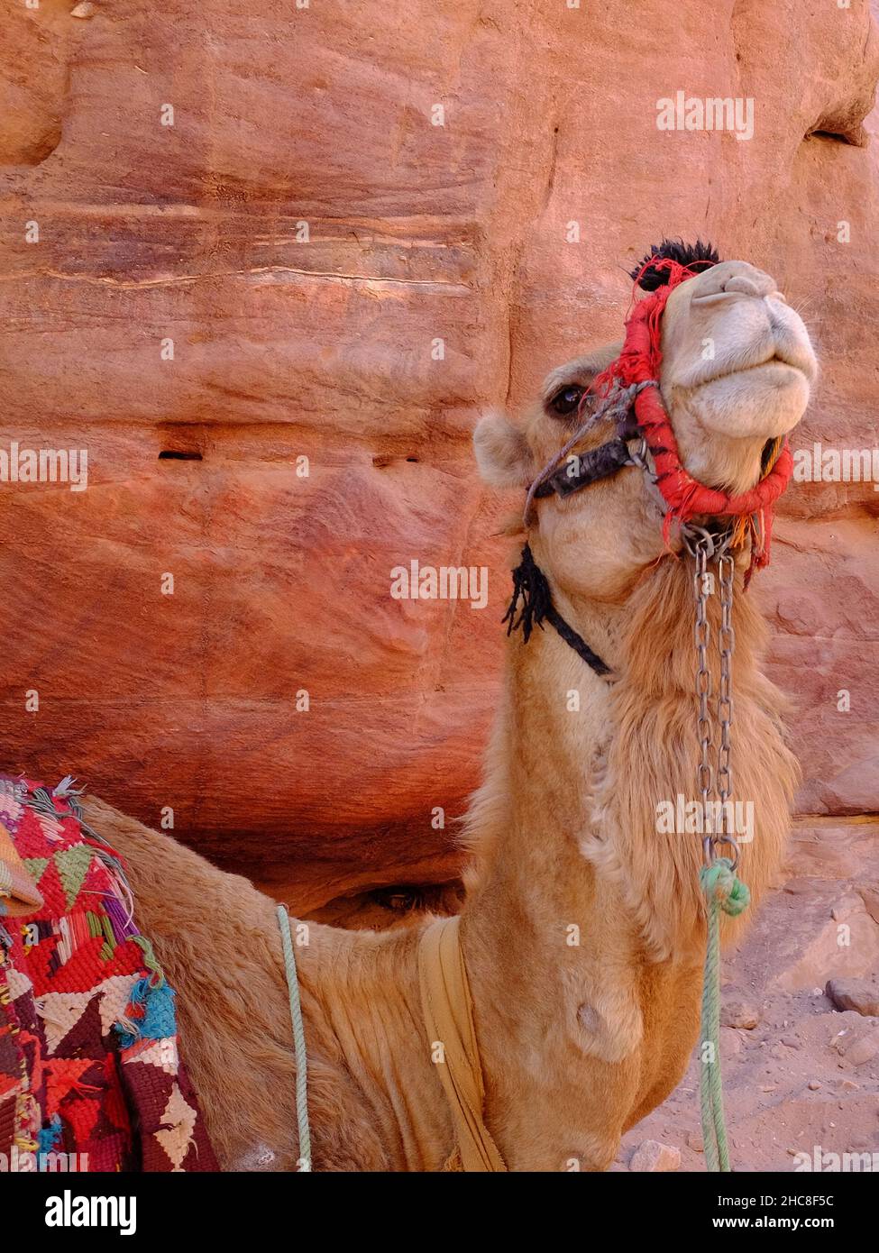 Beautiful camel hi-res stock photography and images - Alamy