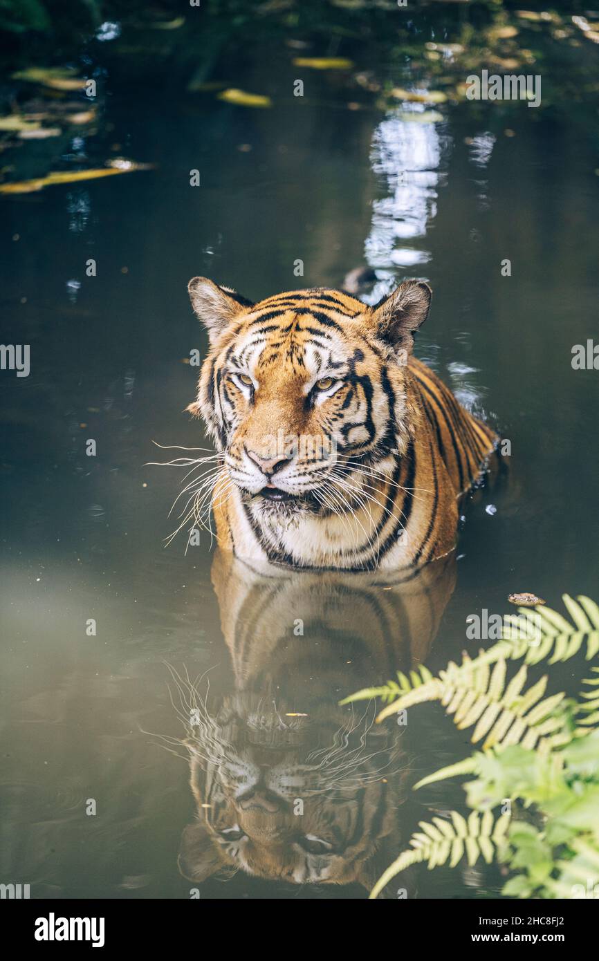 Vertical shot of a tiger in a swamp Stock Photo - Alamy