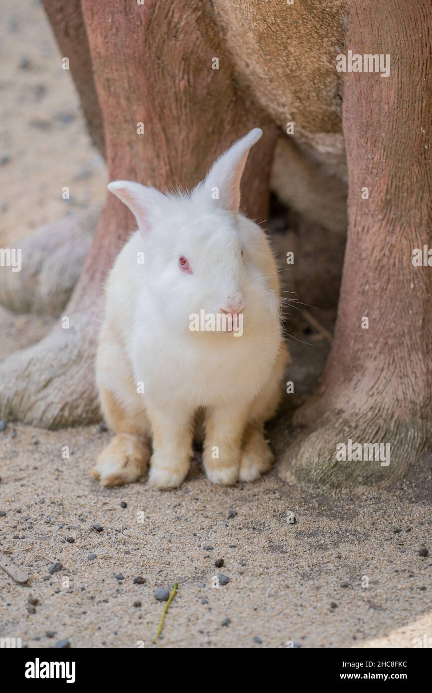 Vertical shot of a white rabbit near the feet of a large animal Stock ...