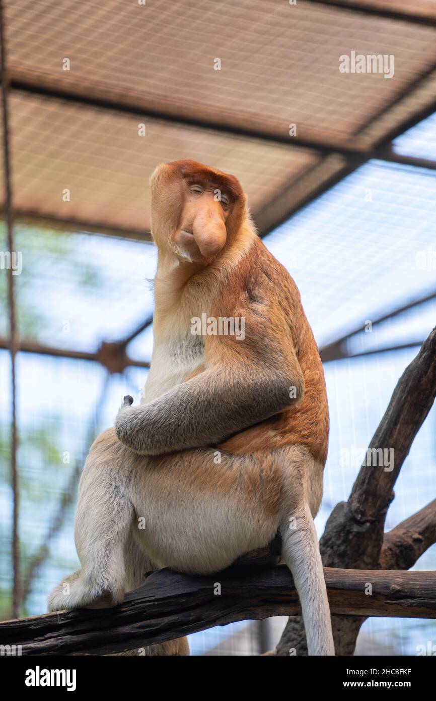 Long nosed monkey hi-res stock photography and images - Alamy