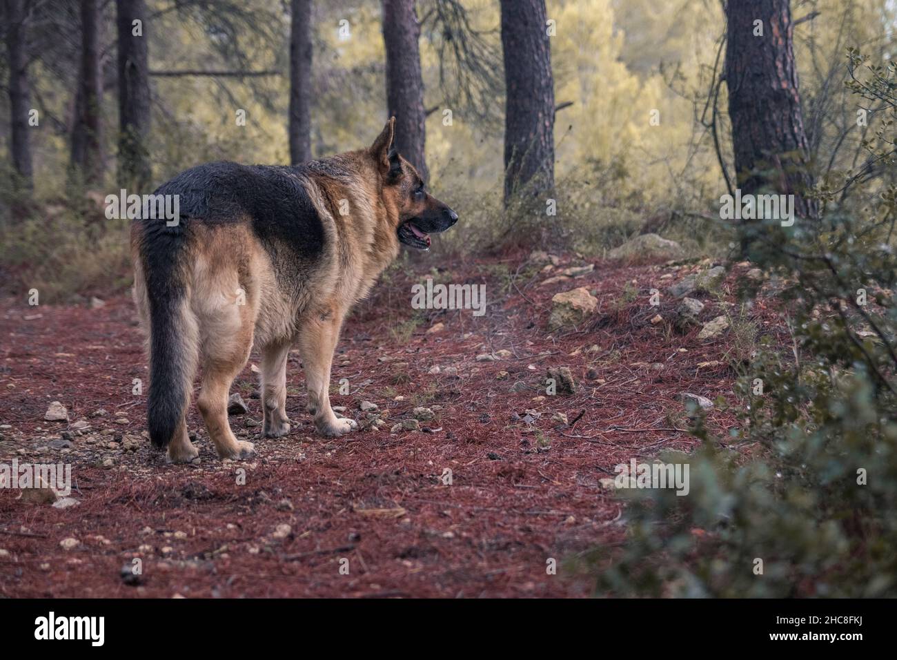 German shepherd dog in a forest in autumn Stock Photo - Alamy