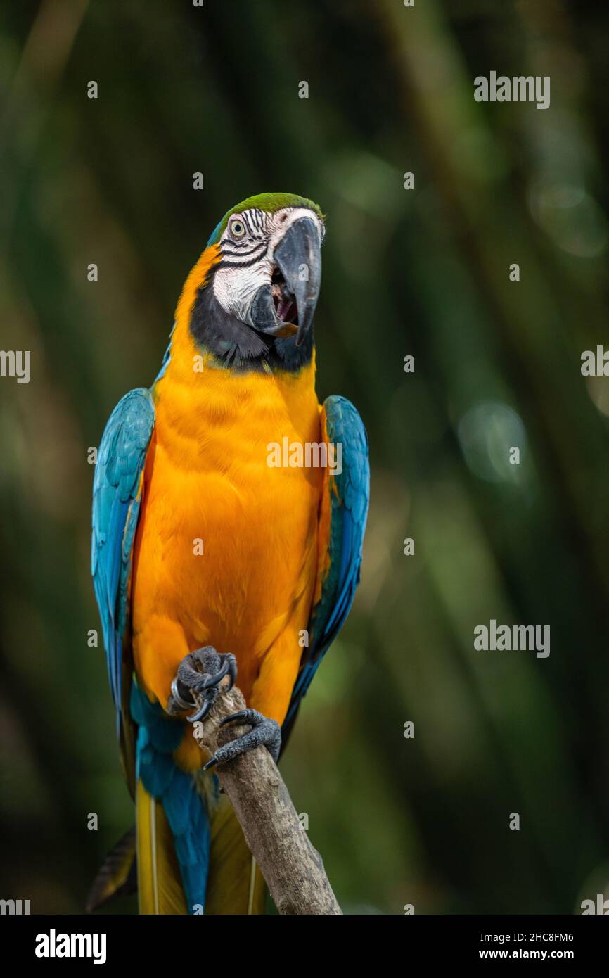 Vertical shot of a perched colorful macaw Stock Photo - Alamy