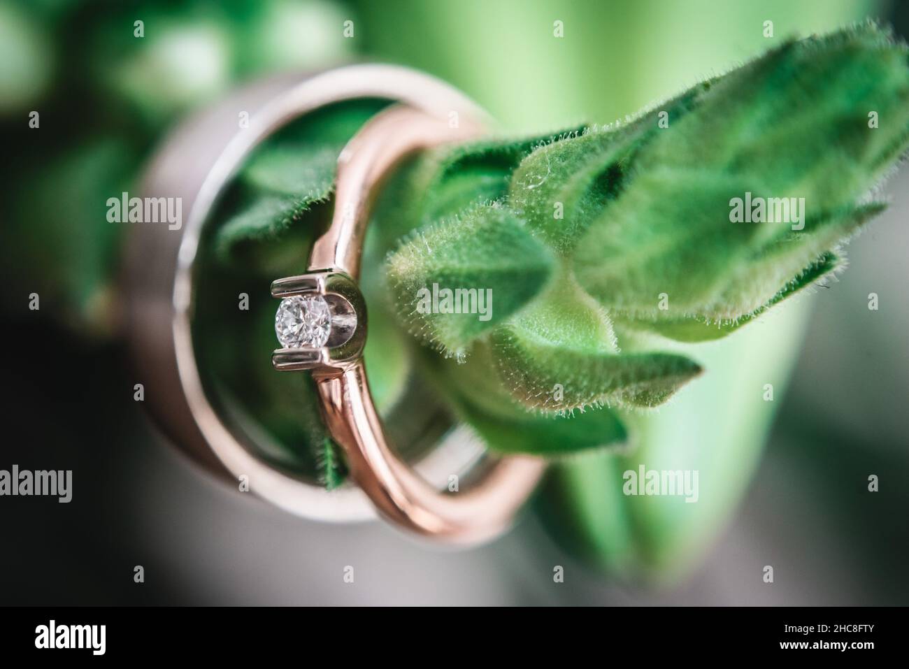 Ring of the plant hi-res stock photography and images - Alamy
