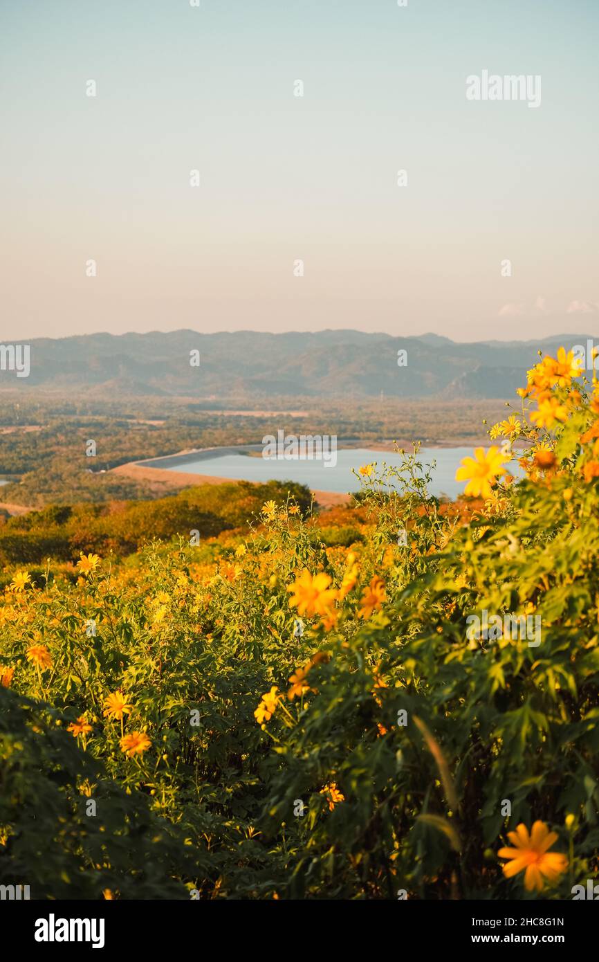 Mexican Sunflower with Mae Kham Dam and sunset on the mountain. Close ...