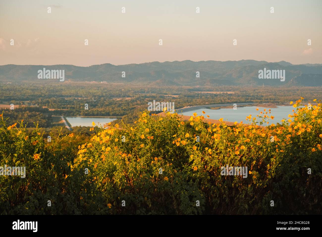 Mexican Sunflower with Mae Kham Dam and sunset on the mountain. Close ...
