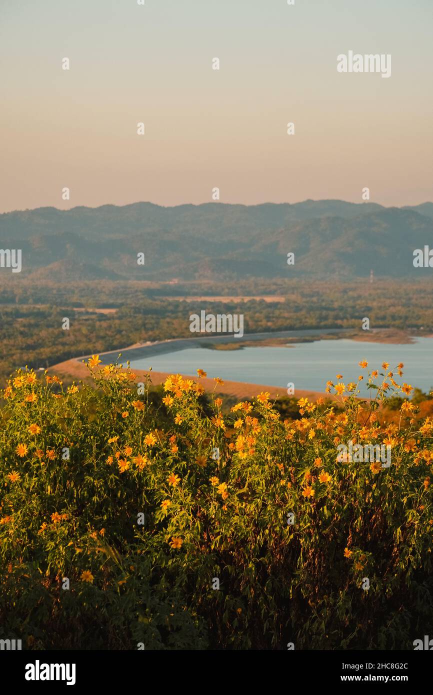 Mexican Sunflower with Mae Kham Dam and sunset on the mountain. Close ...