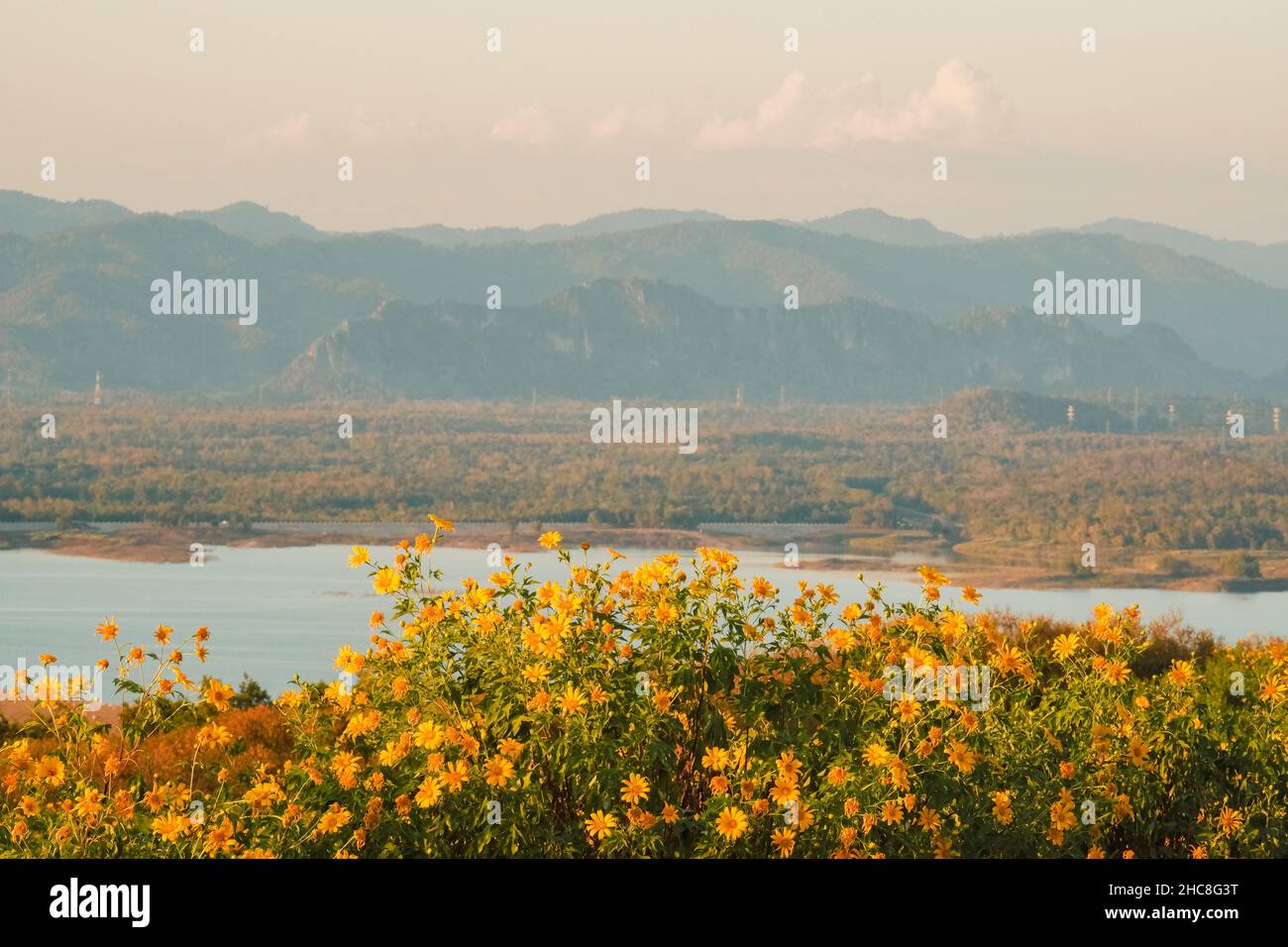 Mexican Sunflower with Mae Kham Dam and sunset on the mountain. Close ...