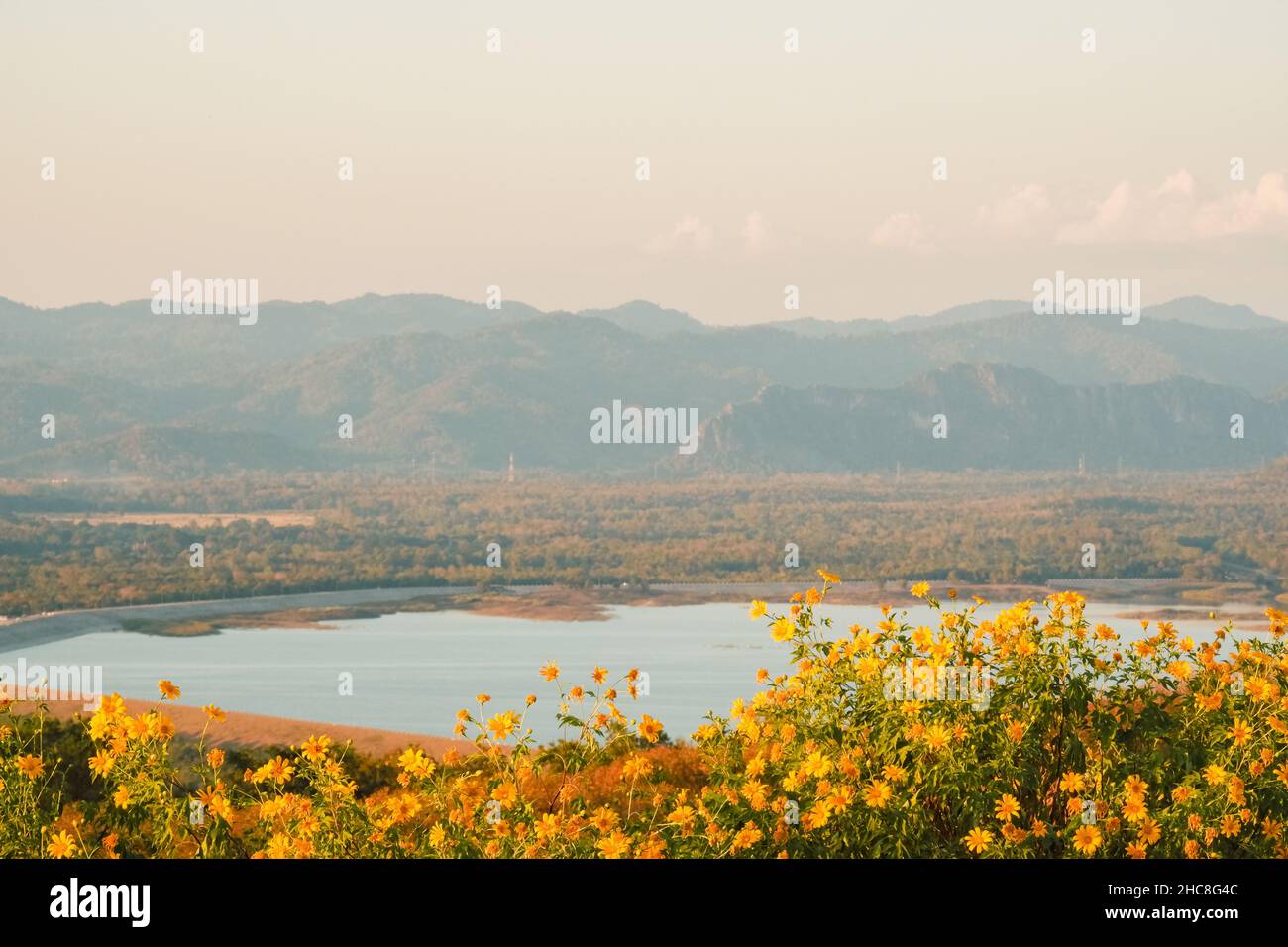 Mexican Sunflower with Mae Kham Dam and sunset on the mountain. Close ...