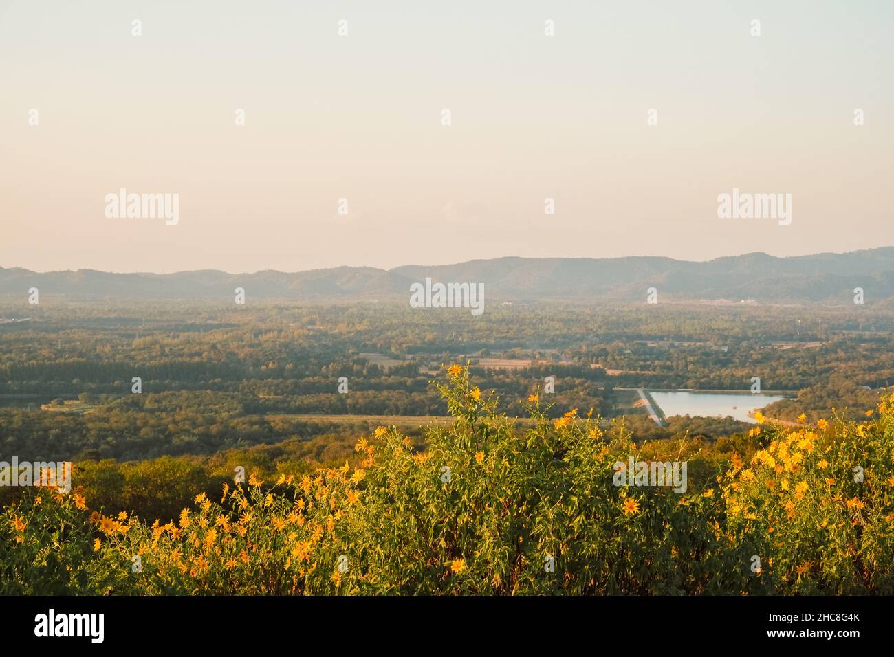 Mexican Sunflower with Mae Kham Dam and sunset on the mountain. Close ...