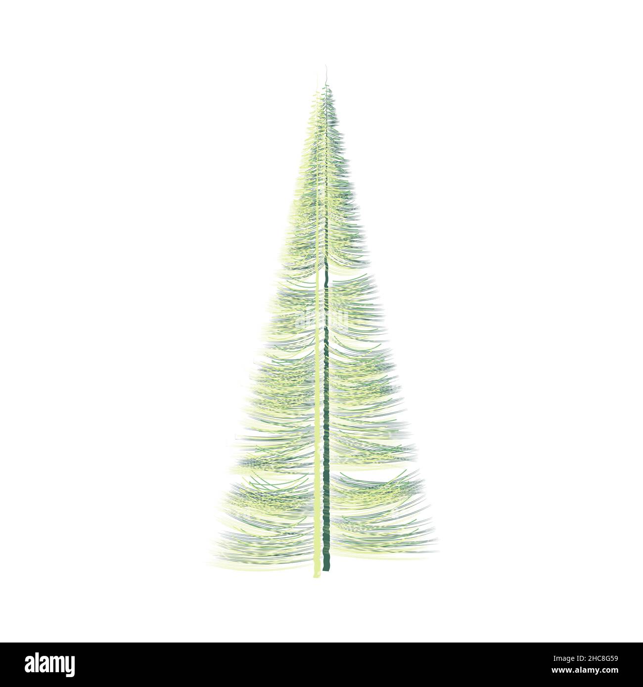Slender double tree with dense pyramidal crown. Christmas tree or pine ...