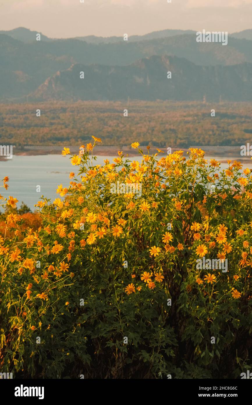 Mexican Sunflower with Mae Kham Dam and sunset on the mountain. Close ...