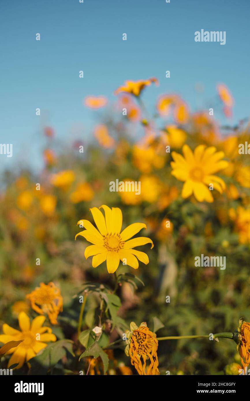 Mexican Sunflower with blue sky on the mountain. Close-up Tree Marigold ...