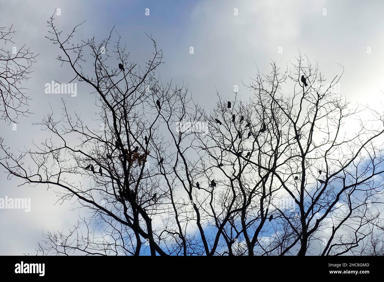 Crow swarm hi-res stock photography and images - Alamy