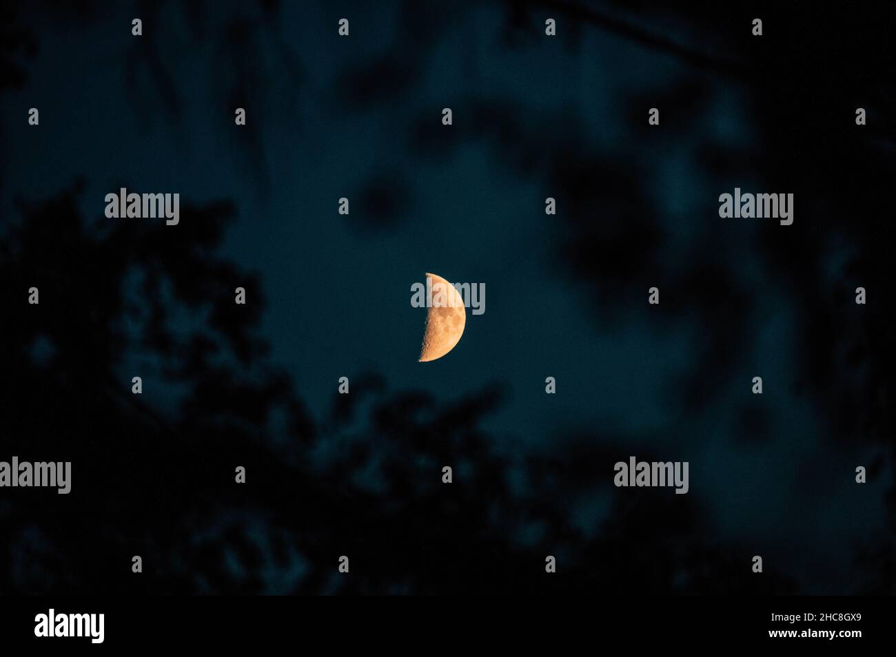 Selective focus shot of a half-moon in the night sky shining through ...
