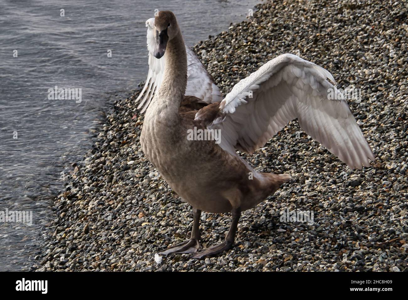 Swan fluffing feathers hi-res stock photography and images - Alamy
