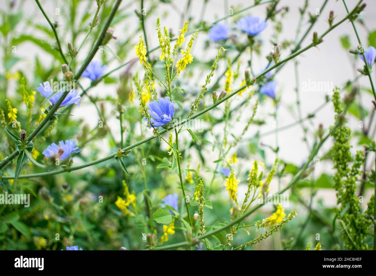 chicory flower at nature background Stock Photo - Alamy