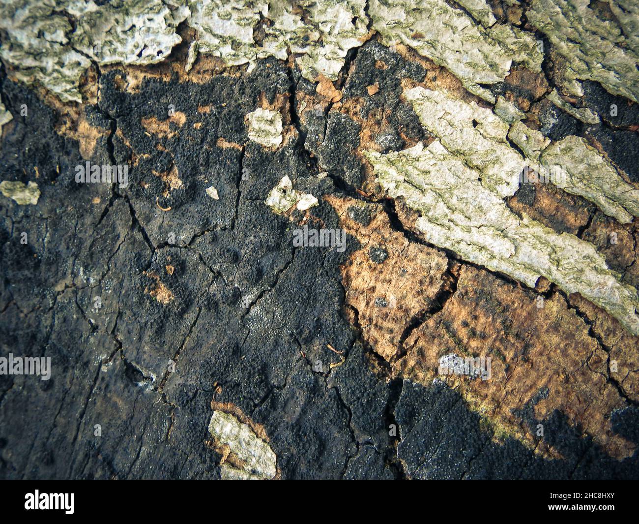 Cracked old bark texture Stock Photo - Alamy