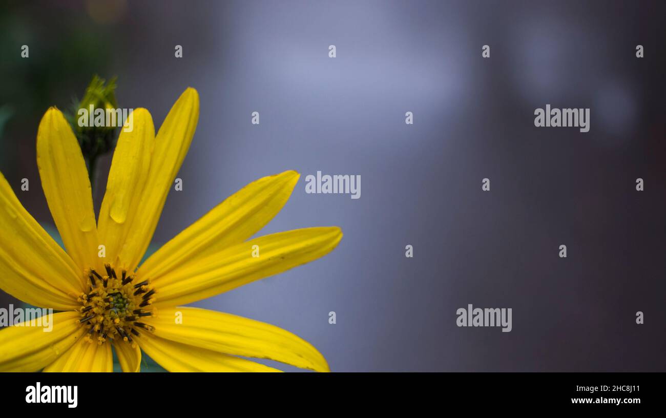 Disturbing flower hi-res stock photography and images - Alamy