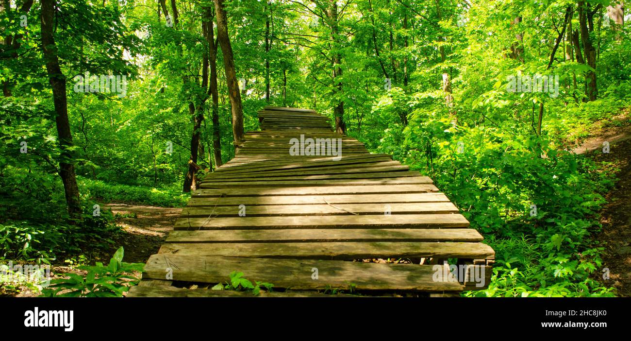 Footbridge crossing the dense thickets. Path through a green summer ...