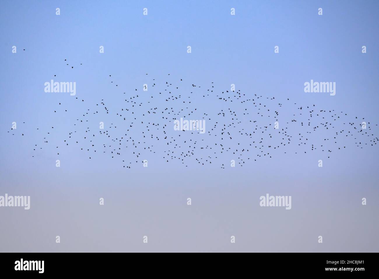 Murmuration - Chat Moss wetlands, Irlam, Salford, Manchester Stock ...
