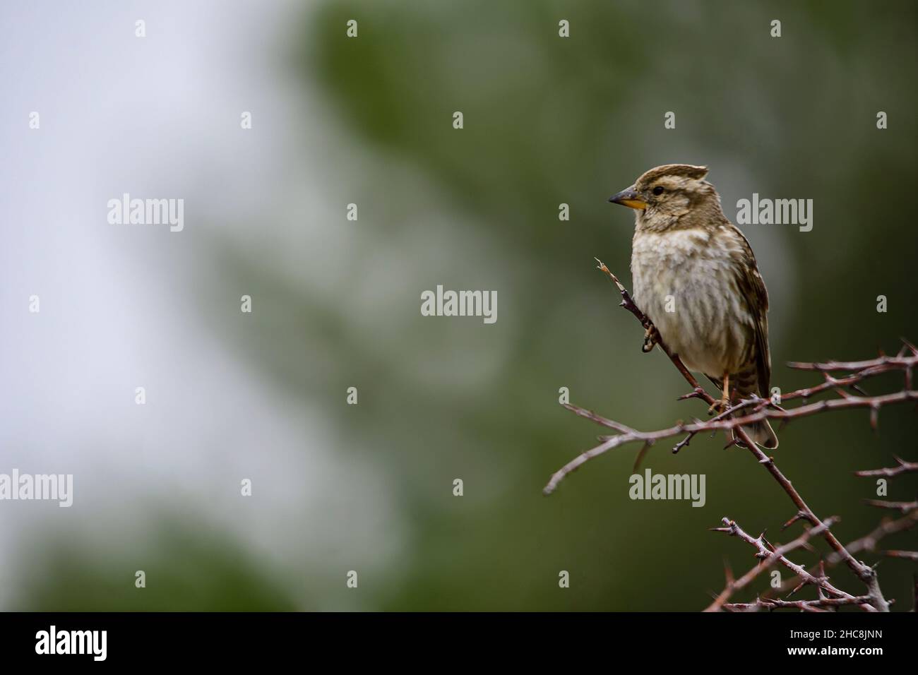 Granivore bird hi-res stock photography and images - Alamy