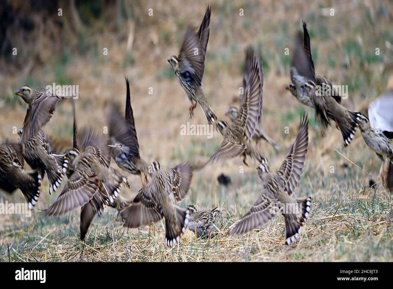 Birds in freedom and in their environment Stock Photo - Alamy