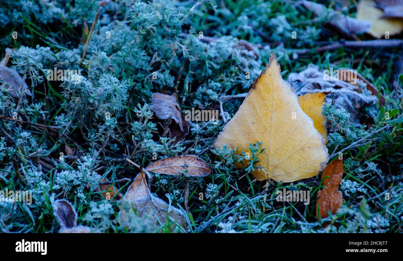 Frozen grass and leaves. Frost, frost on the grass and ground ...