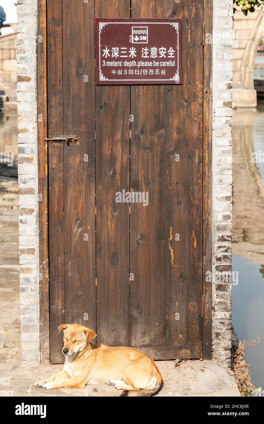 Dog dozing in the sun in front of a door. Xitang, China Stock Photo - Alamy