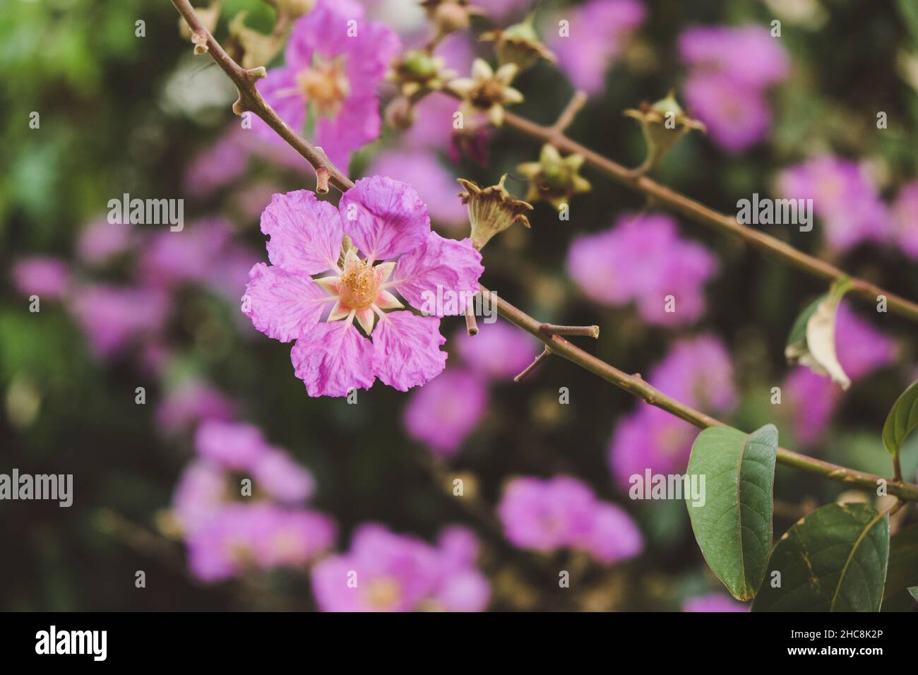 Lagerstroemia lagerstroemia speciosa lythraceae tree hi-res stock ...