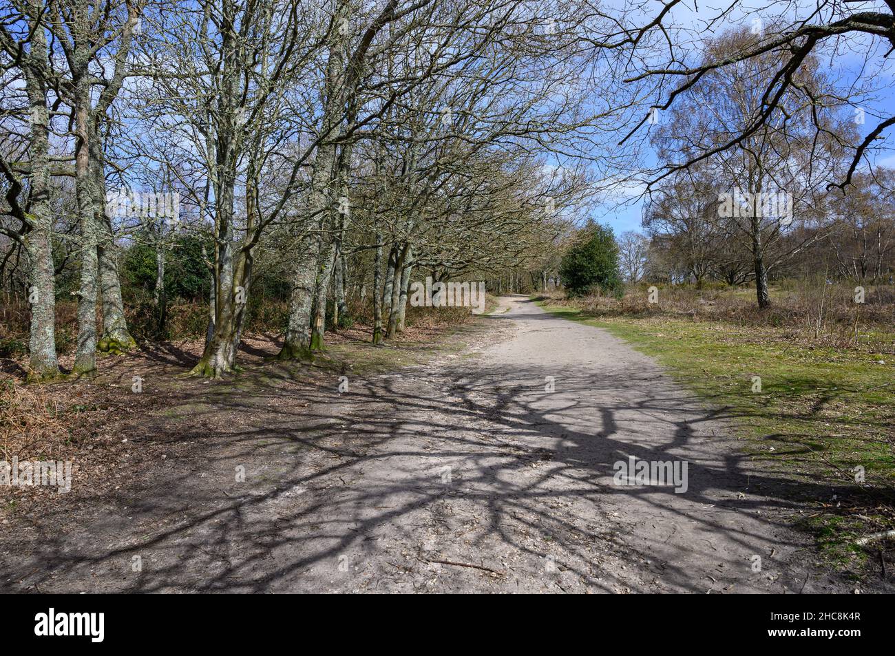 Headley Heath, Surrey - National Trust site Stock Photo - Alamy