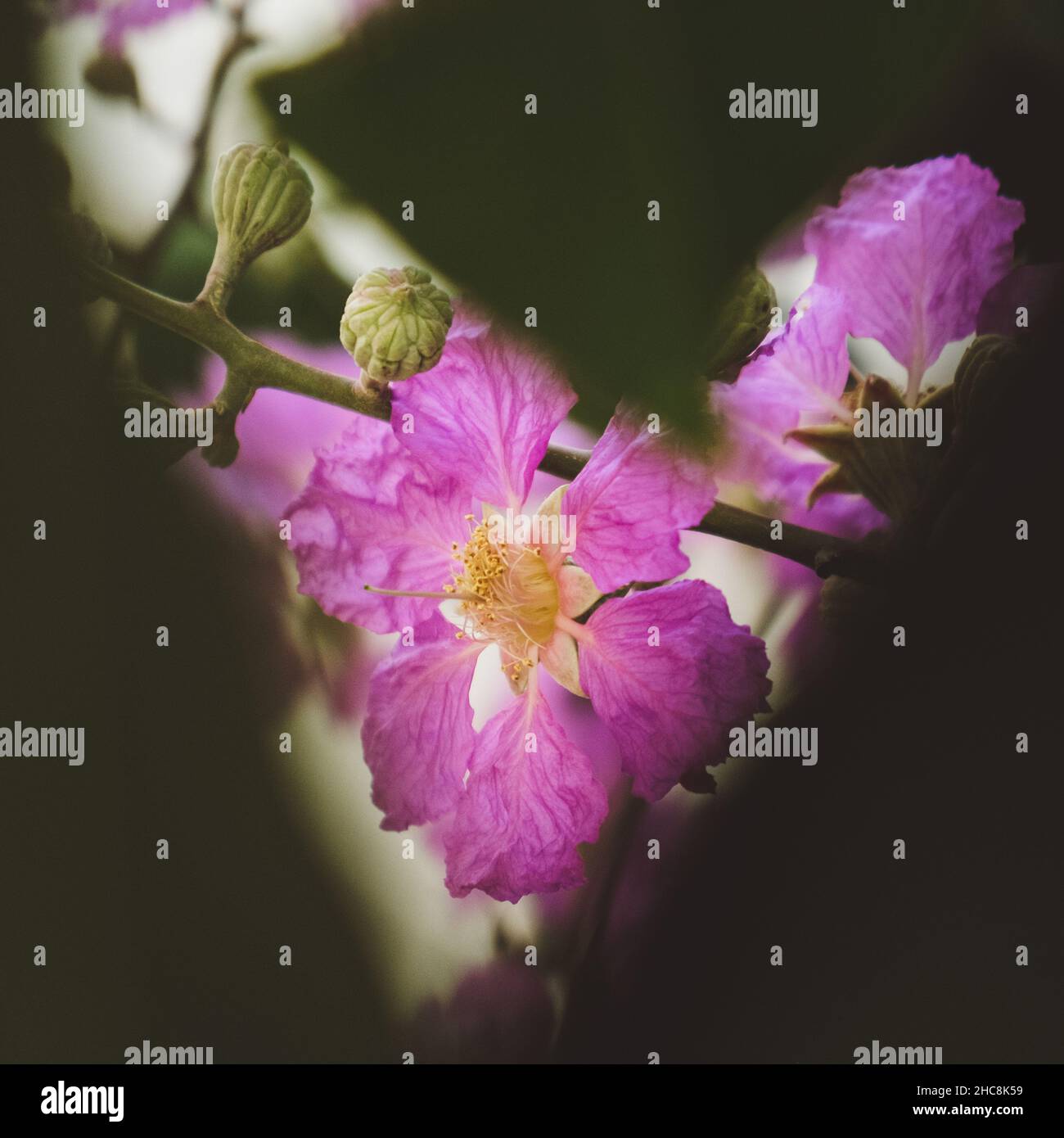 Lagerstroemia lagerstroemia speciosa lythraceae tree hi-res stock ...