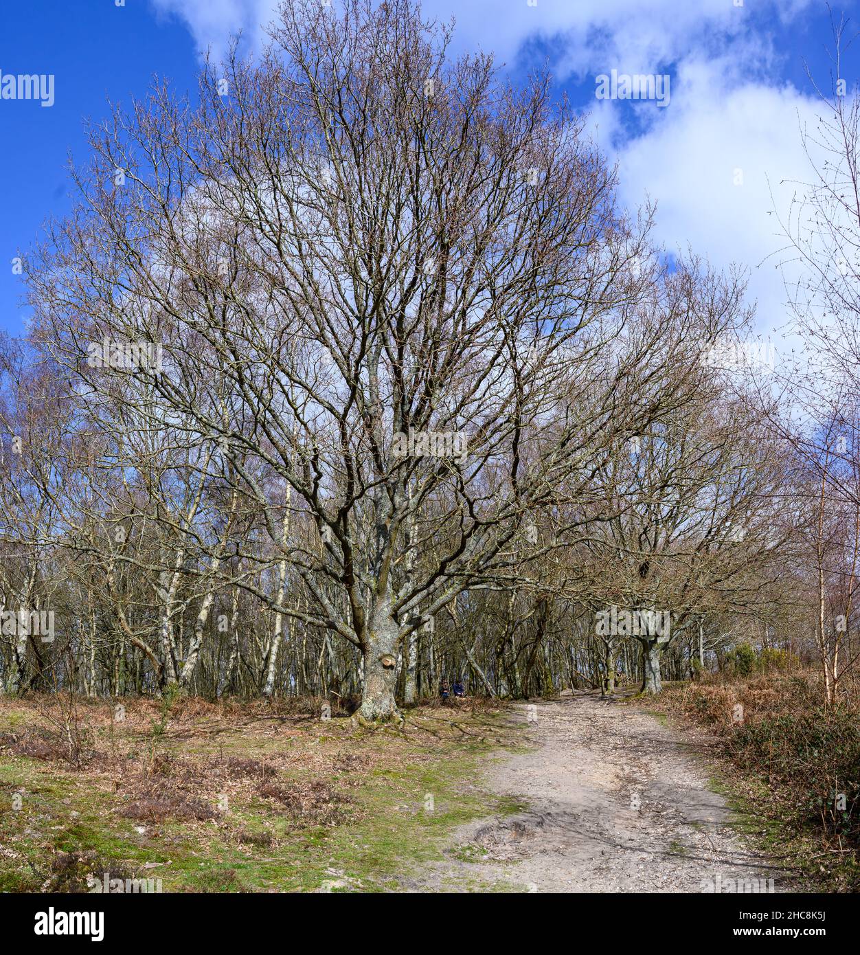 Headley Heath, Surrey - National Trust site Stock Photo - Alamy