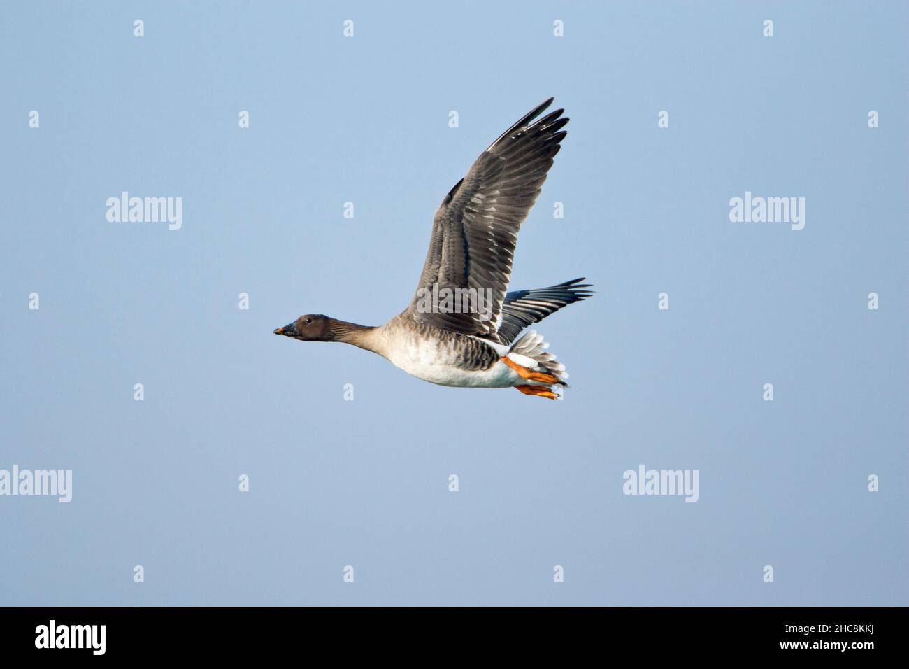 Bean Goose, (Anser fabalis) in flight, during autumn migration, Holy ...