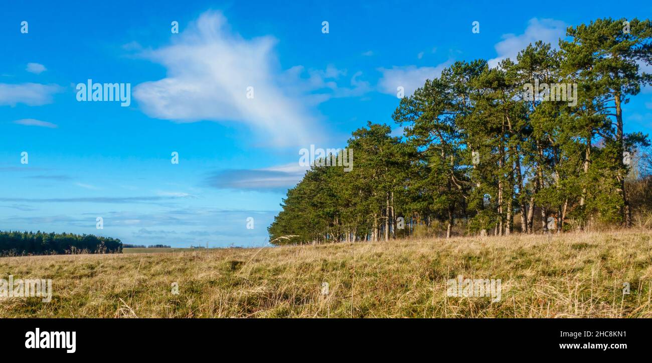 a line of pine and conifer trees against a beautiful summer blue sky ...